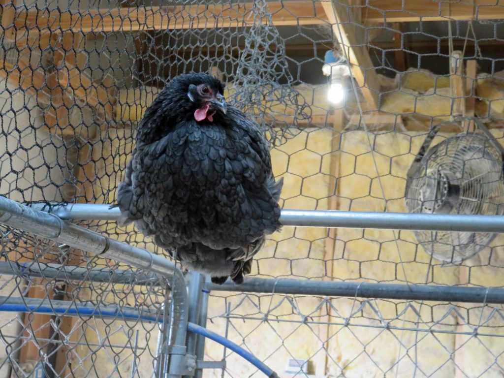 Breed Profile: Breda Chicken - Backyard Poultry